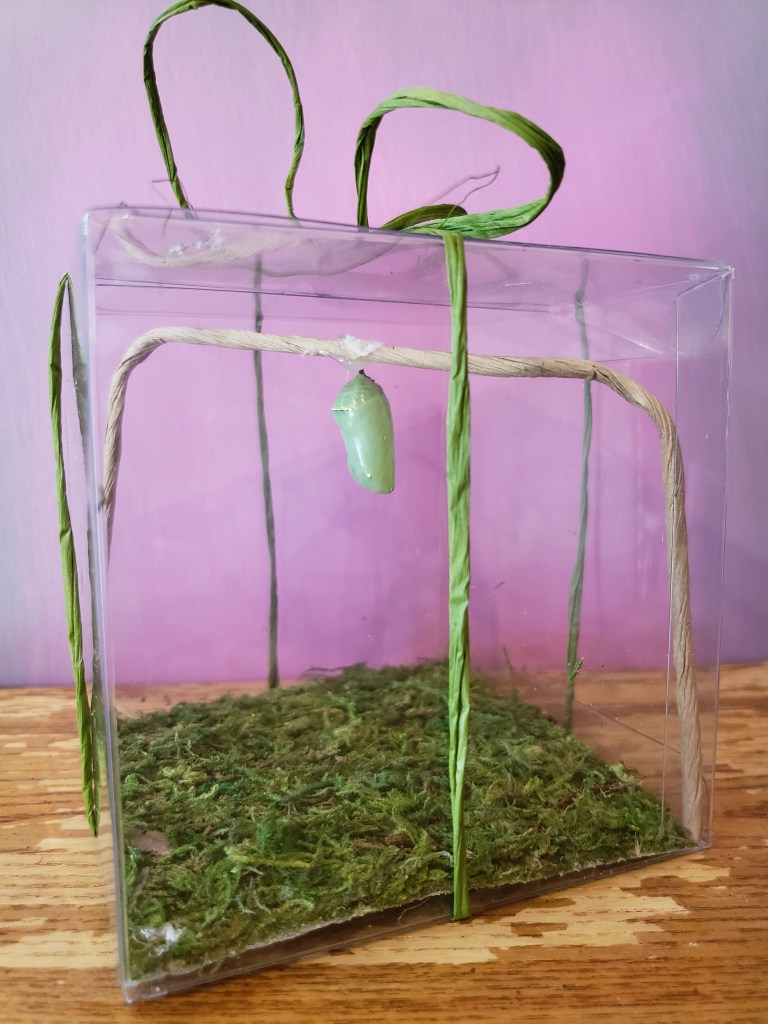 Chrysalis Boxes The Professional Butterfly